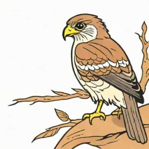 What Is A Sparrow Hawk – Tripodturnstilegates.com